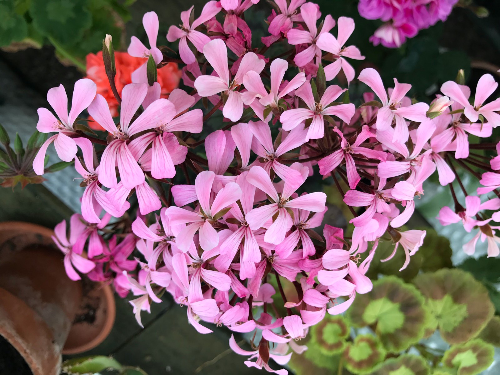 Jigsaw Puzzle | 48 pieces | Dresden Pink (geranium) | Jigidi