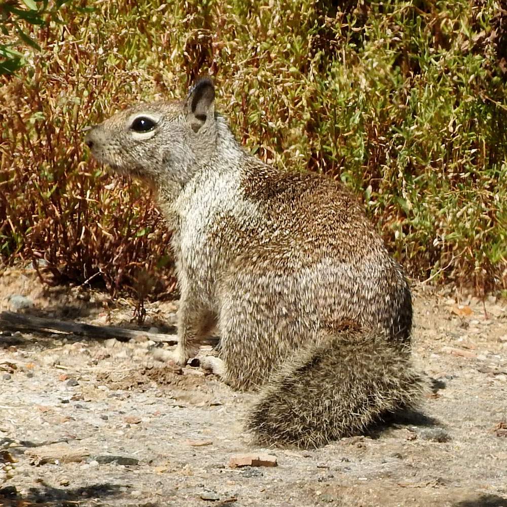 Solve Ground Squirrel, Lagoon Trail, Del Mar, California jigsaw puzzle ...