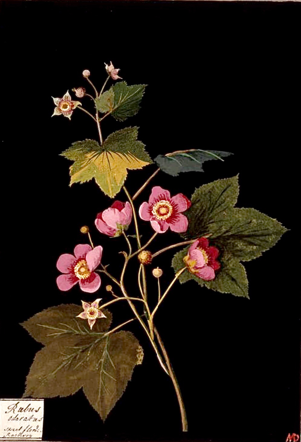 Solve Ruby’s odoratus, c. 1775. Mary Delaney jigsaw puzzle online with ...