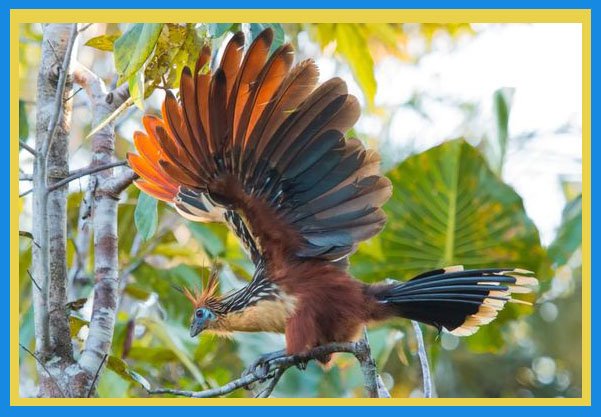 Solve Hoatzin (Opisthocomus hoazin), also known as the Hoactzin ...