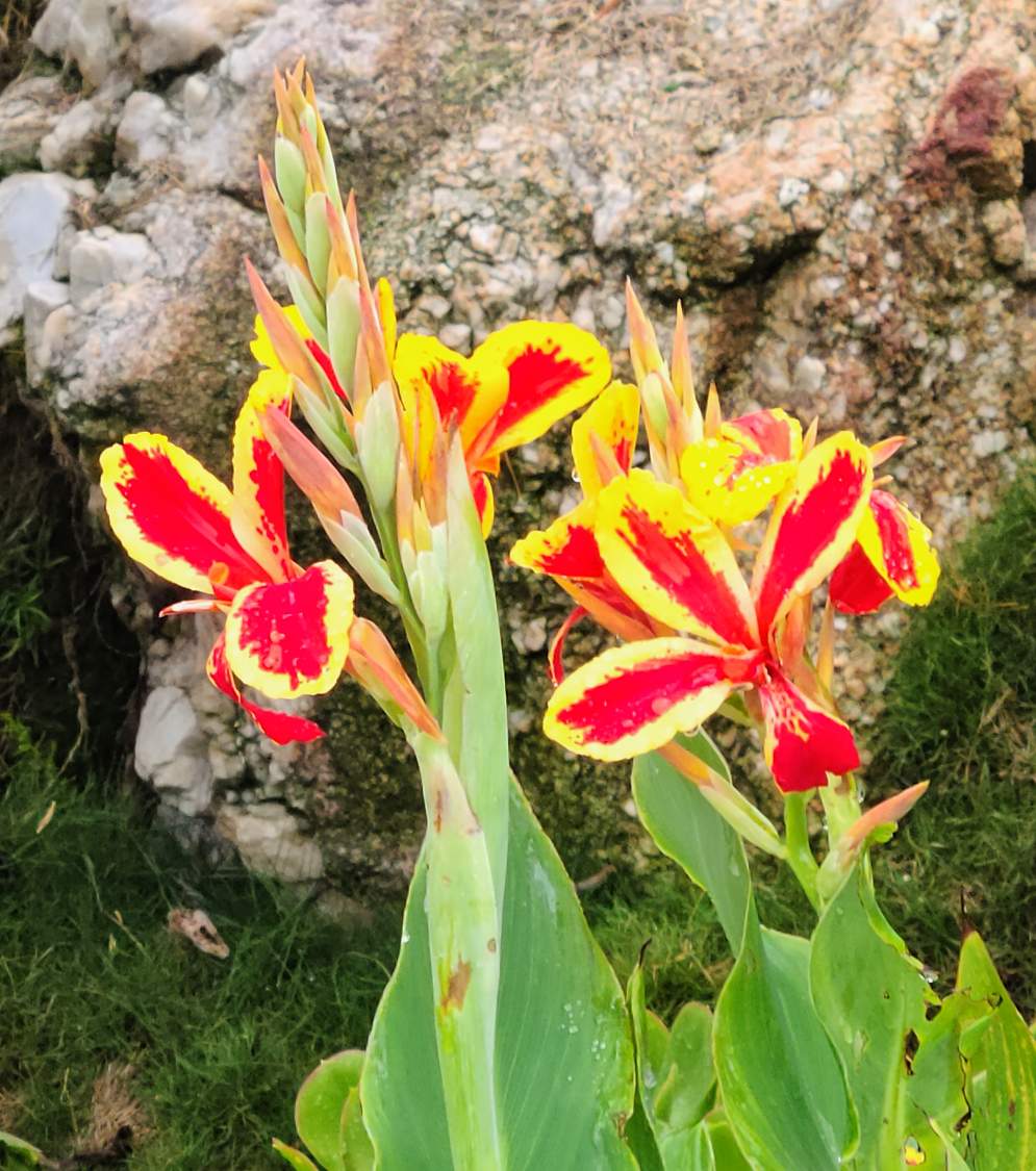 Solve Cannas on Rocks jigsaw puzzle online with 30 pieces