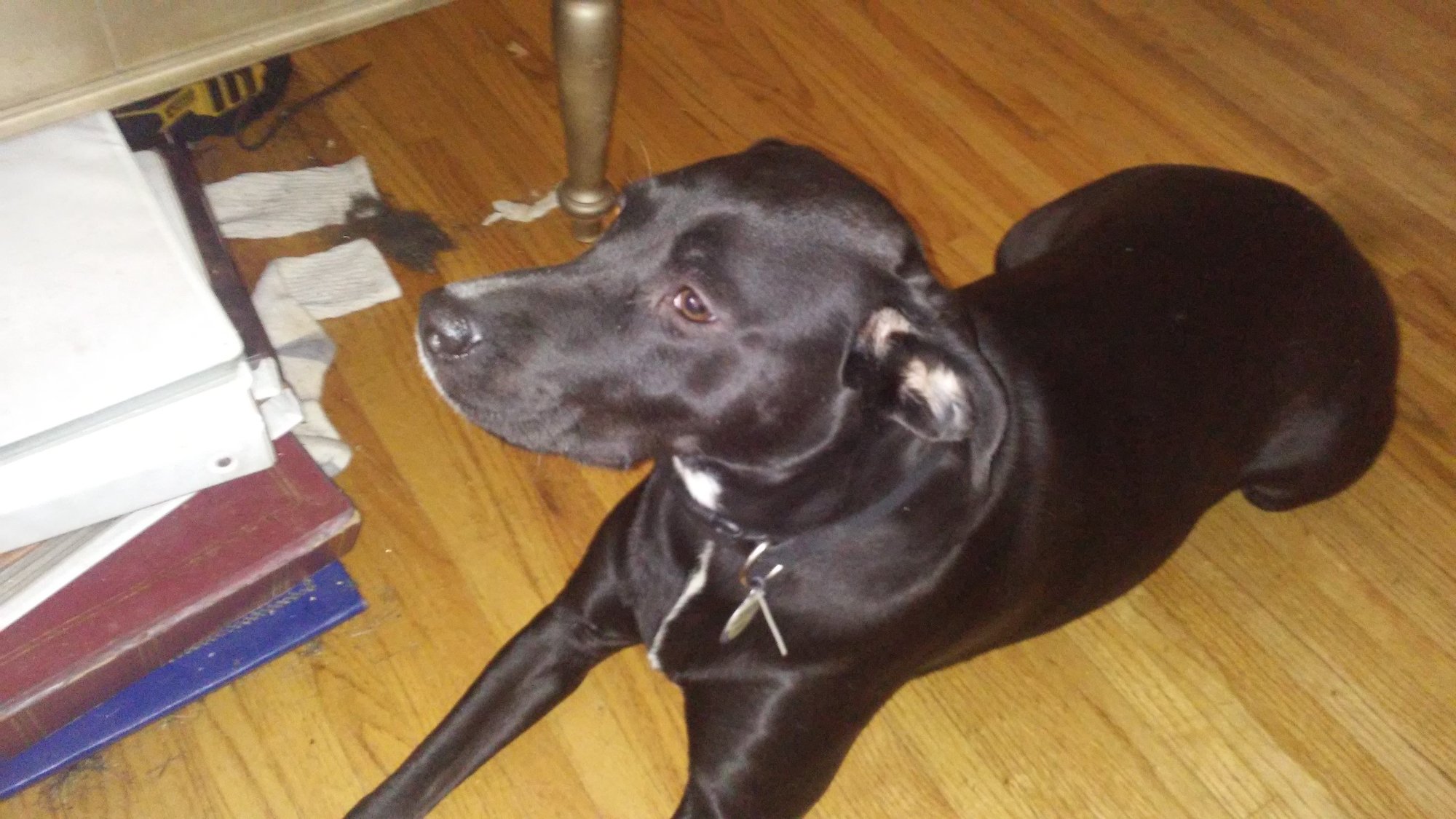 Solve Mikey'sPetWorld-Layla Valentina- Lab/Pit Mix-Memphis Tennessee ...