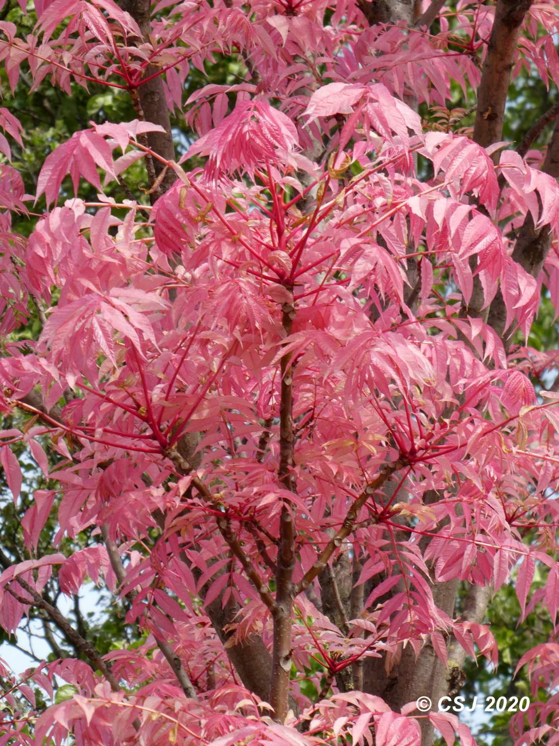 Solve TREES - Toona Sinensis (Chinese Mahogany) jigsaw puzzle online ...