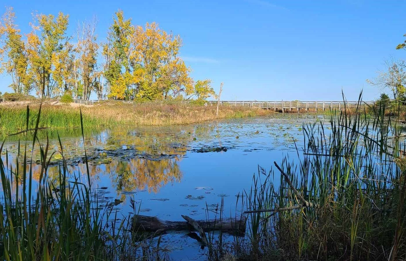 Solve Tobico Lagoon Bridge jigsaw puzzle online with 40 pieces