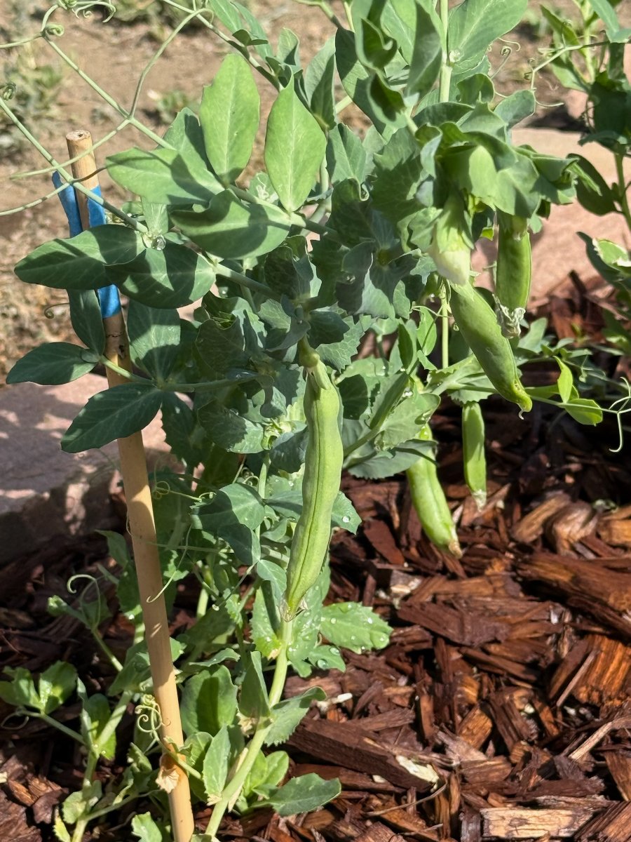 Solve SWEET PEAS jigsaw puzzle online with 30 pieces