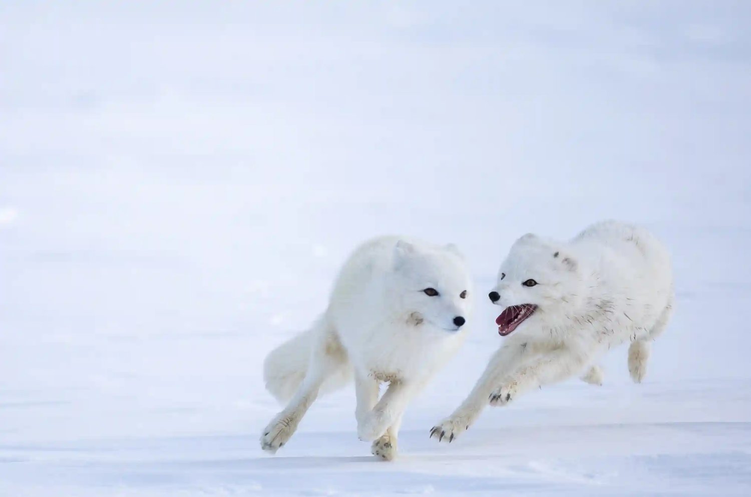 Solve Norway's remote Arctic White Fox Breeding Station helps save ...