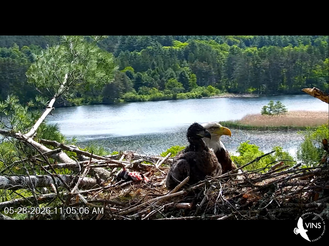 Solve Eagle nest with mom and her kid jigsaw puzzle online with 130 pieces