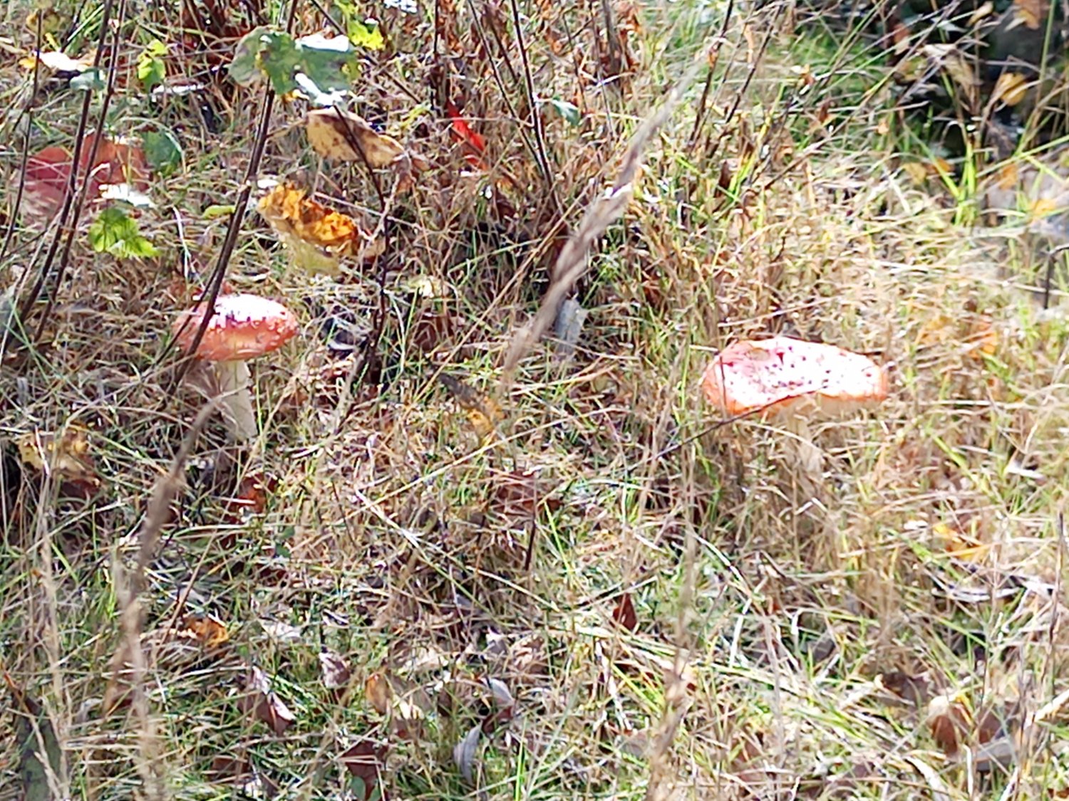 Solve Mushrooms (area of Bad Schlema) jigsaw puzzle online with 30 pieces