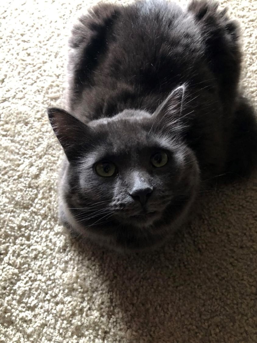 Solve Maria Contreras Soto’s Luna, loafin’ jigsaw puzzle online with 12 ...