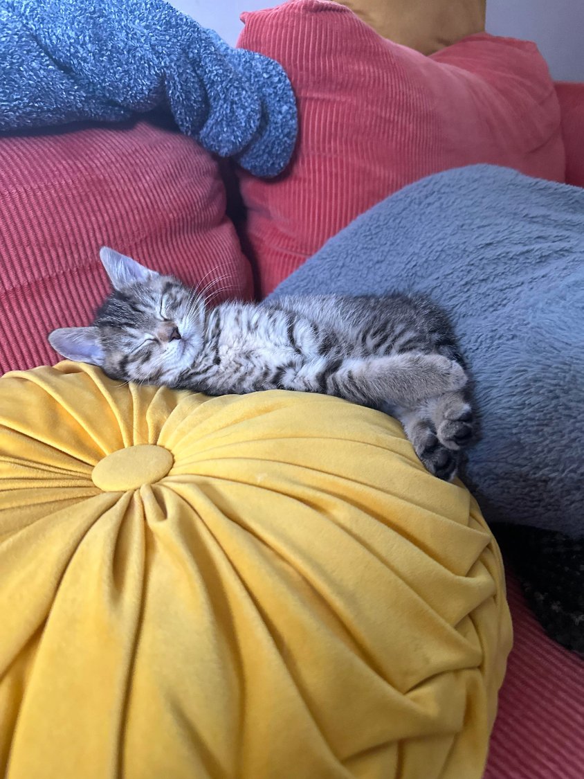 Solve Friedrich Gustave Löwenherz I, Graf von Kittenburg, Prize-Winner ...