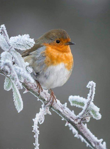 Solve Cold Bird jigsaw puzzle online with 48 pieces