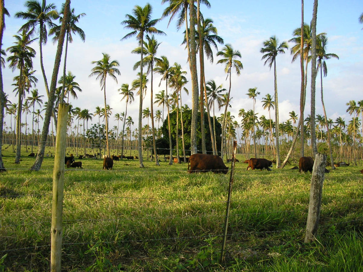 Jigsaw Puzzle | 63 Teile | LDS Cattle Ranch, Tongatapu, Tonga (Best ...