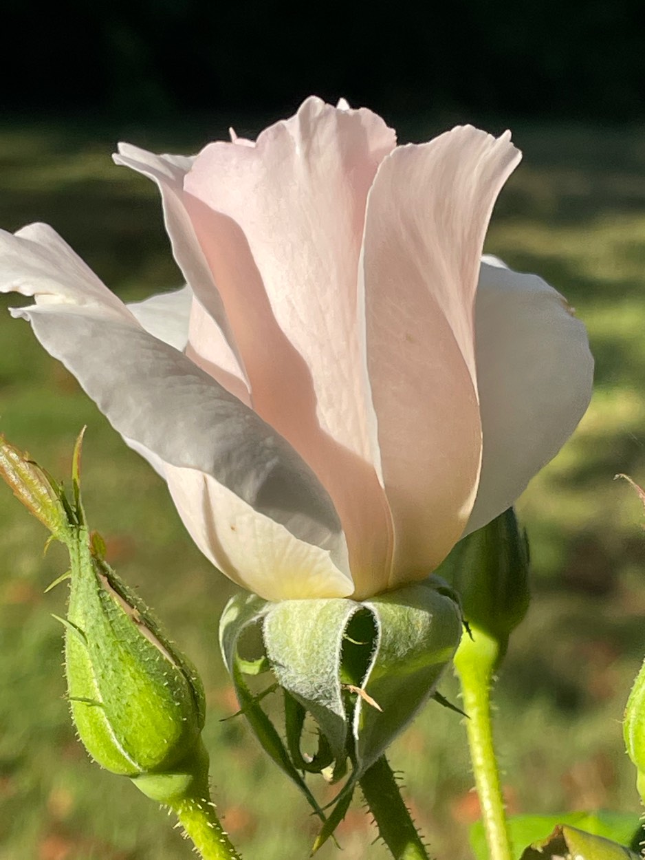 Solve Roses jigsaw puzzle online with 70 pieces
