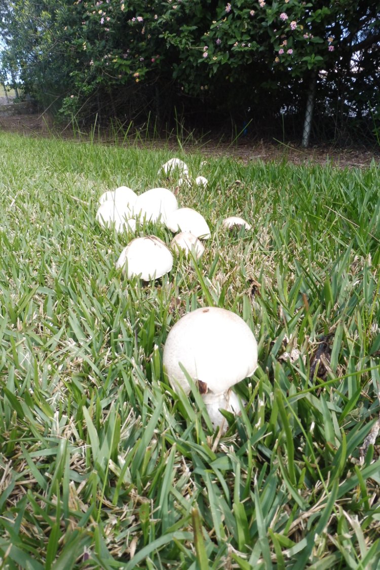 Solve Prospect Reservoir, NSW (29) jigsaw puzzle online with 12 pieces