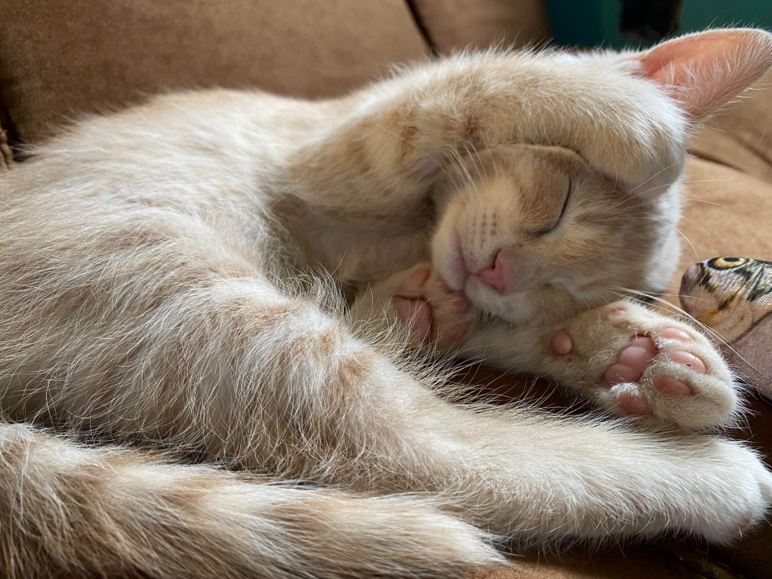 Solve Baby Willow jigsaw puzzle online with 48 pieces