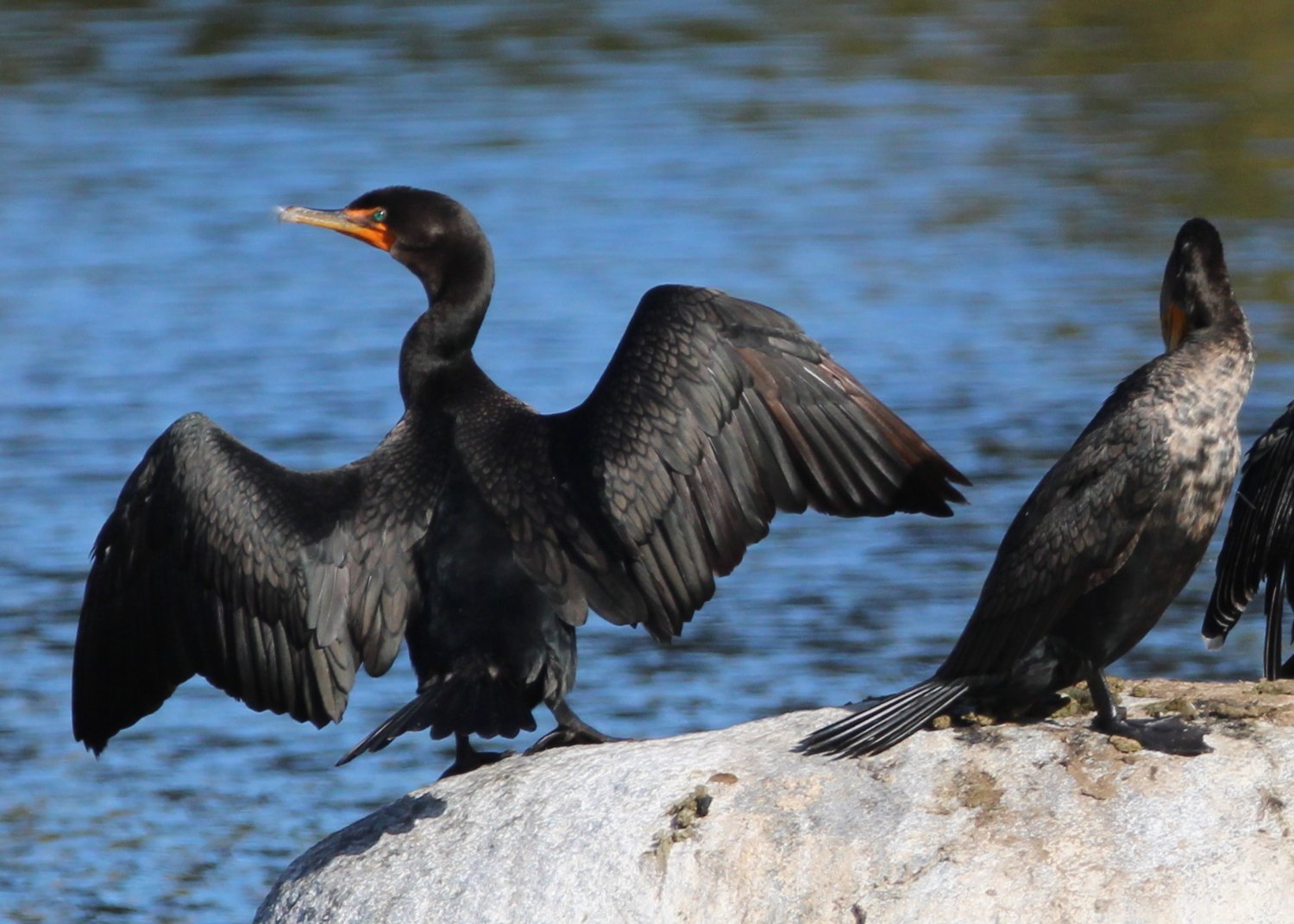 Solve Double-crested Cormorant, Santee Lakes, Santee, California jigsaw ...