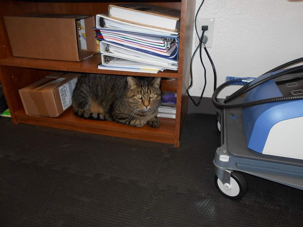 Jigsaw Puzzle | 80 Teile | Thomas at rehab, he found a cubby hole to ...