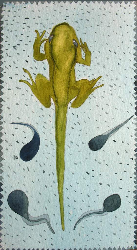 Solve An frog tadpoles jigsaw puzzle online with 50 pieces