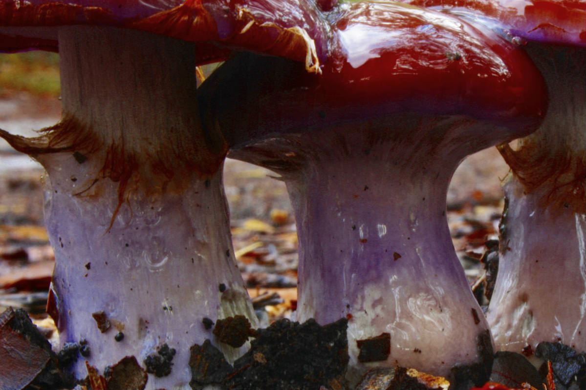 Solve Mushroom stems up close and personal jigsaw puzzle online with 96 ...