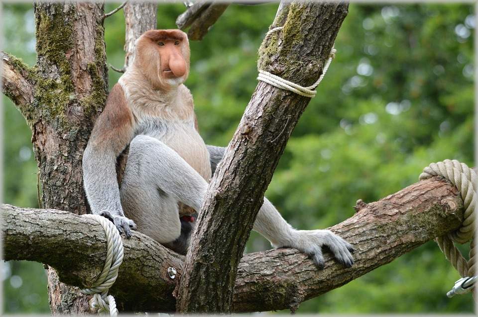 Solve proboscis-monkey jigsaw puzzle online with 150 pieces