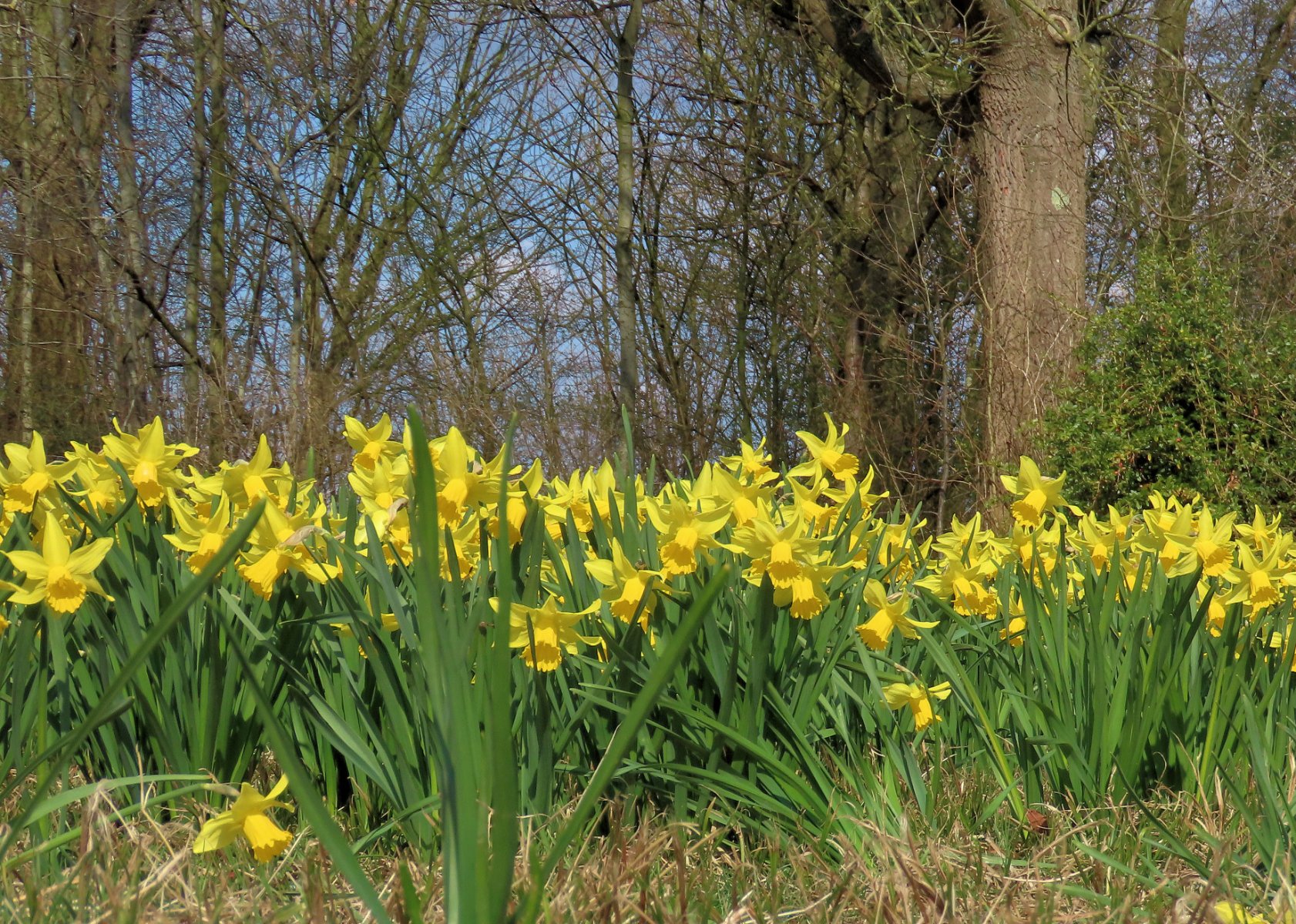 Solve daffodils in the park jigsaw puzzle online with 54 pieces