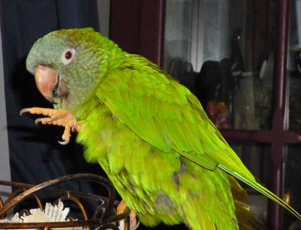 Solve Rudy, my blue crown conure, flirting with his foot. It's a boy ...