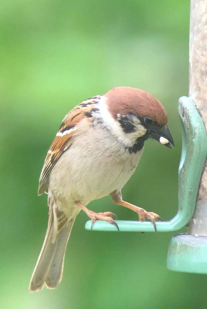 Solve Tree sparrow jigsaw puzzle online with 77 pieces