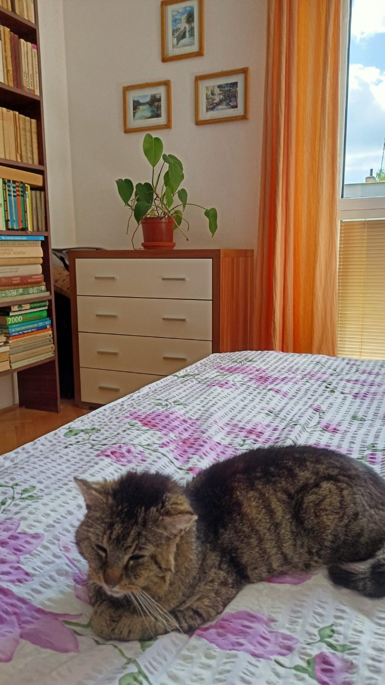 Solve Mourek jigsaw puzzle online with 28 pieces