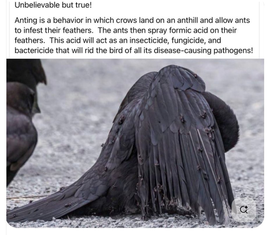 Solve Crow Facts jigsaw puzzle online with 20 pieces