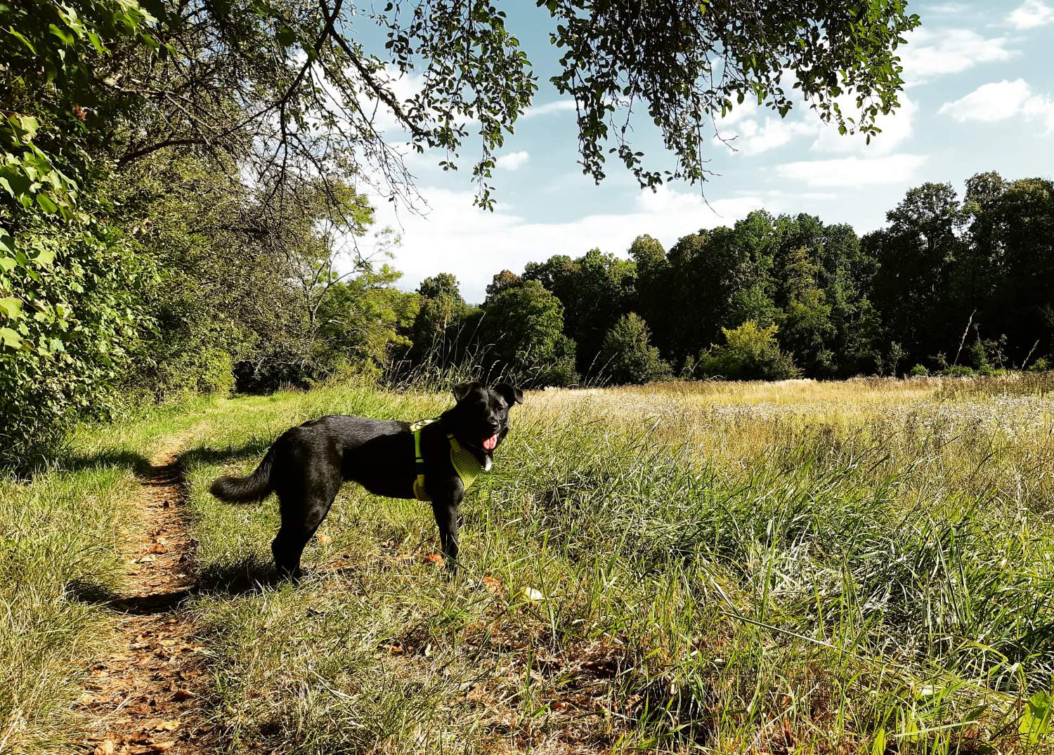 Solve Dog jigsaw puzzle online with 54 pieces