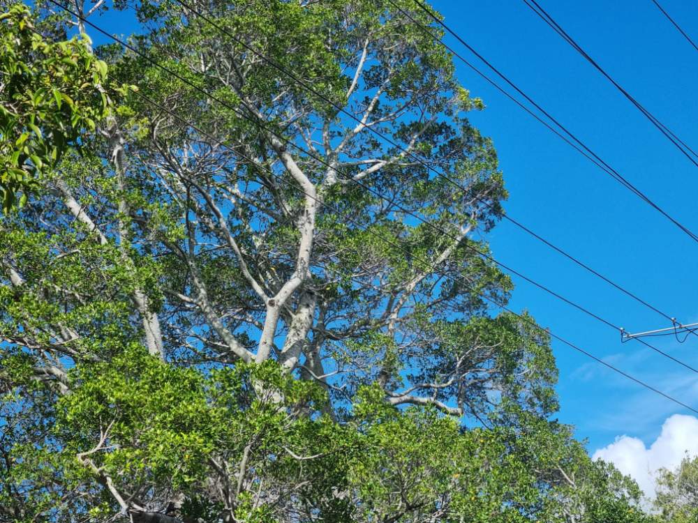 Solve Fig Tree jigsaw puzzle online with 12 pieces