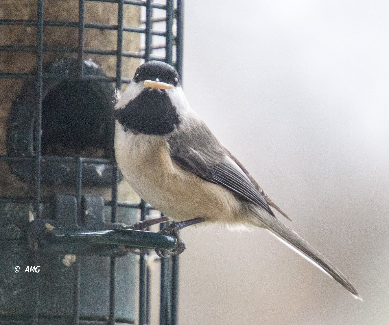 Solve Black Capped Chickadee jigsaw puzzle online with 9 pieces