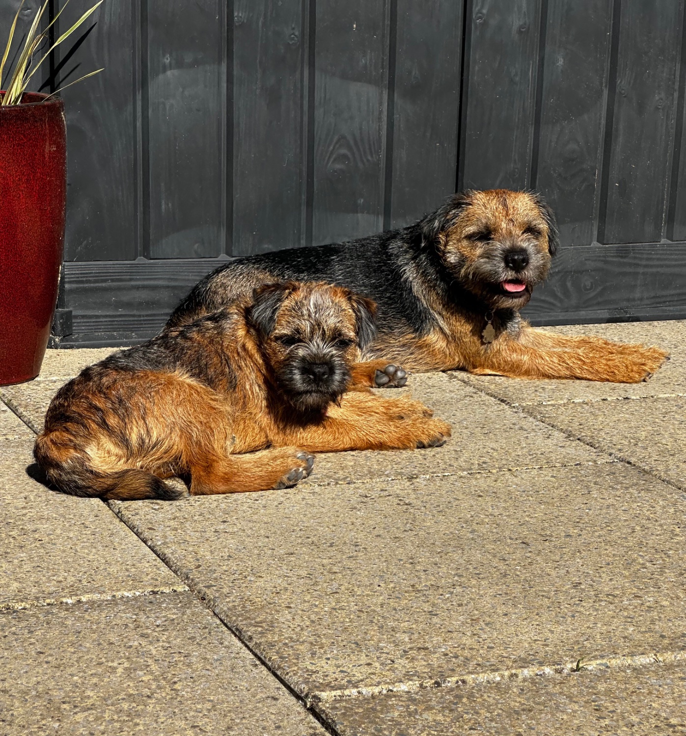 Solve Stan & Ruby jigsaw puzzle online with 210 pieces