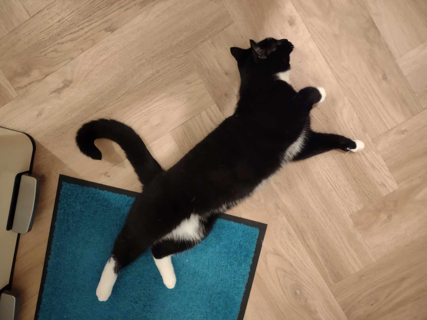 Solve Roxie 227 - (Storyboard 13) "Dramatic cat" (1 of 4) In this early ...