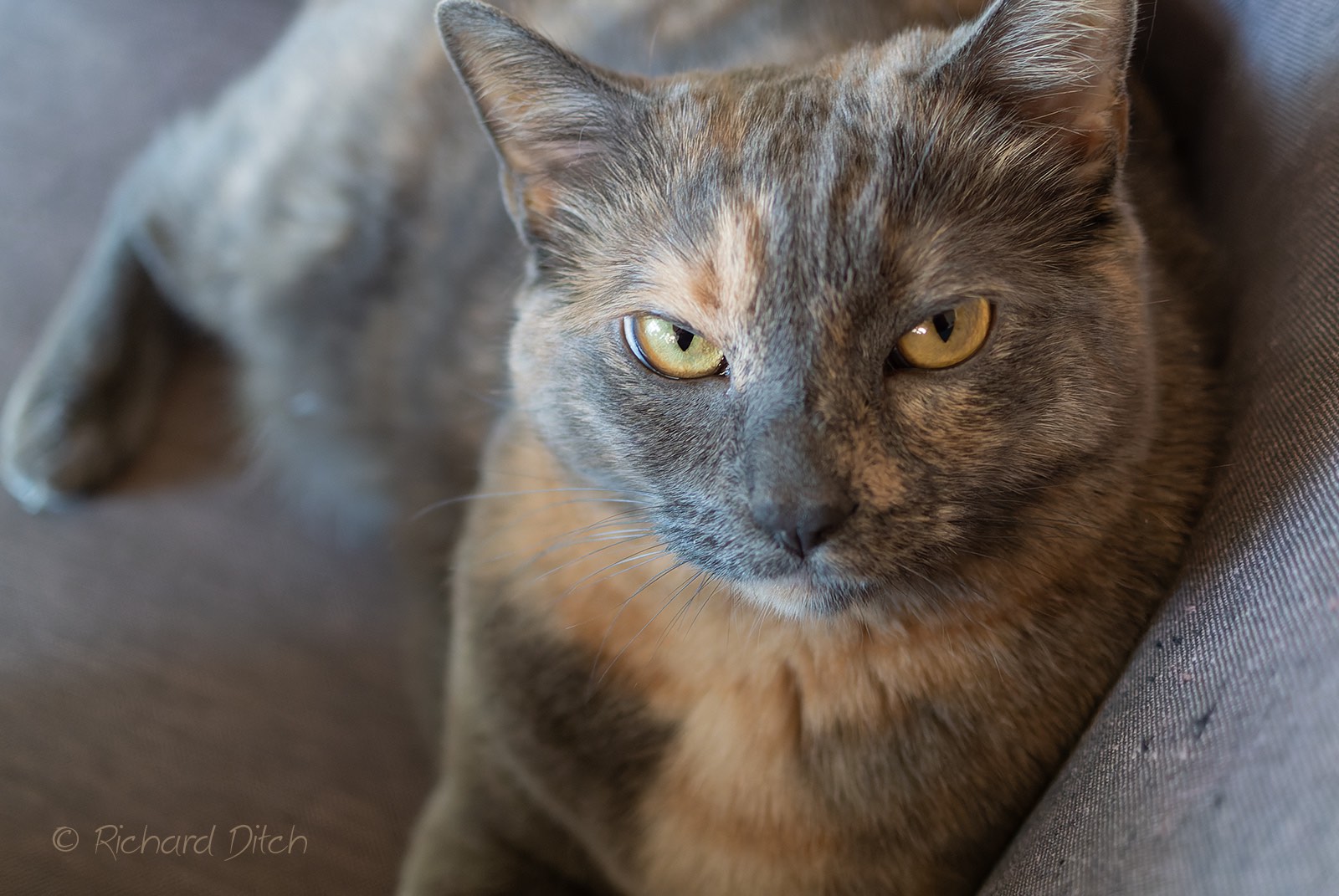 Jigsaw Puzzle | 77 pieces | Trixie | Jigidi