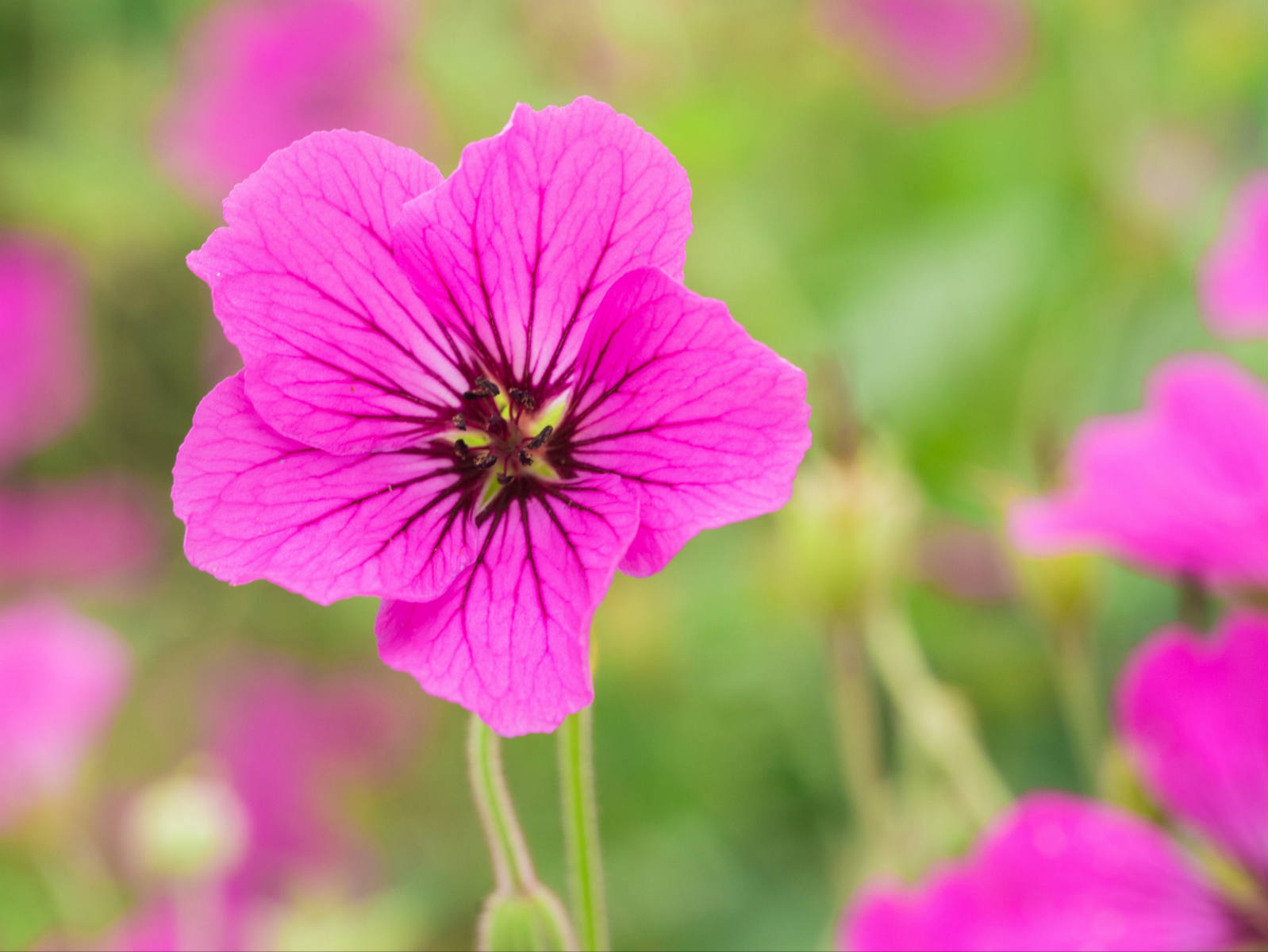 Solve pink geranium jigsaw puzzle online with 540 pieces