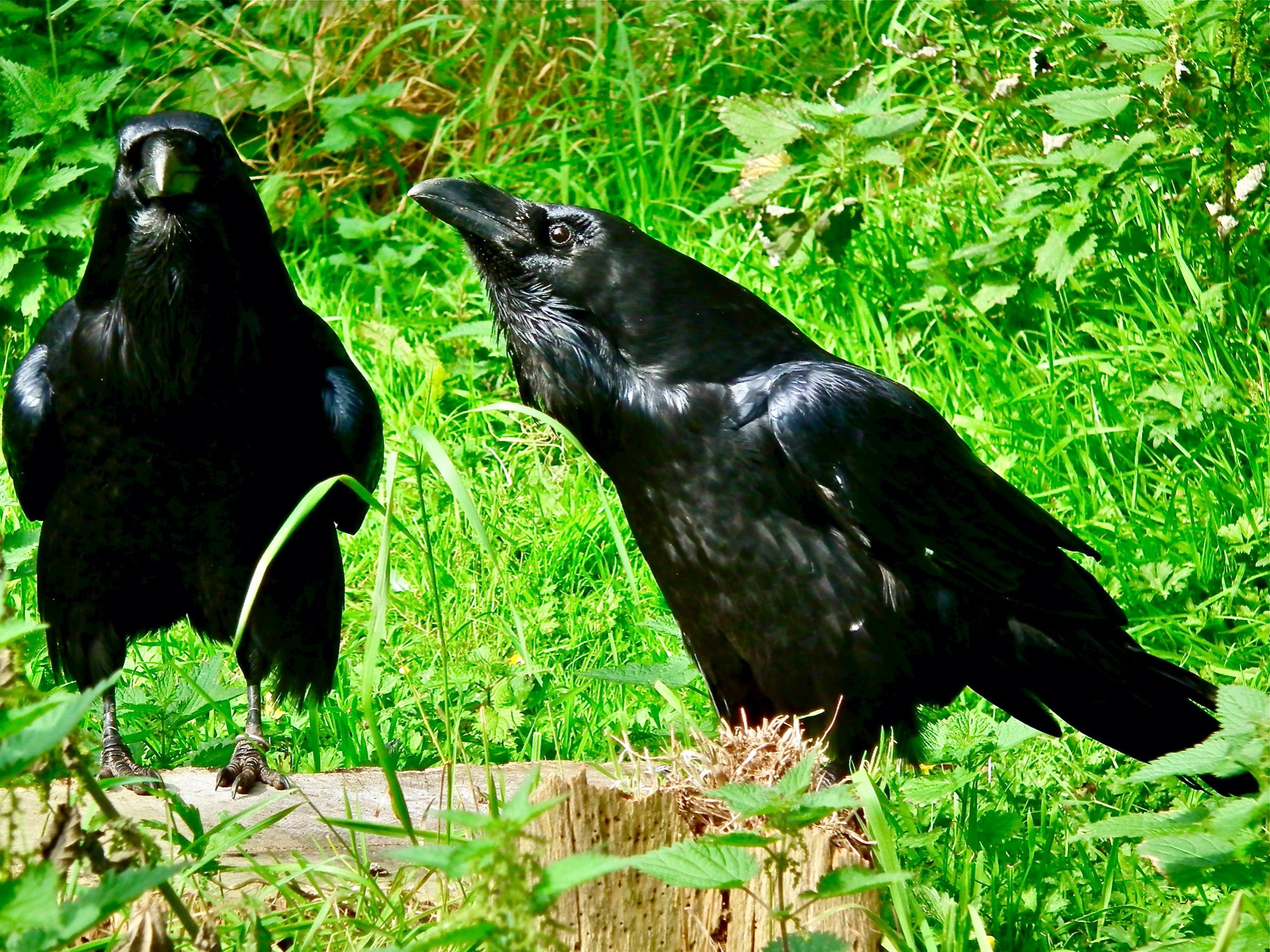 Solve Raven jigsaw puzzle online with 99 pieces