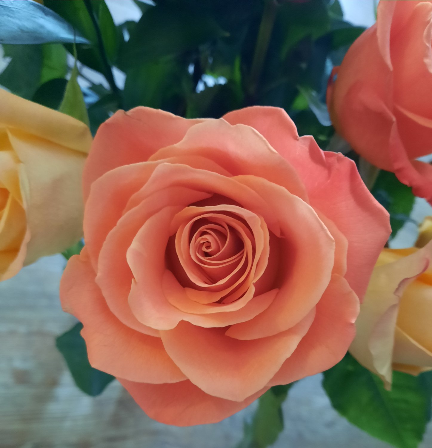 Solve Roses jigsaw puzzle online with 600 pieces