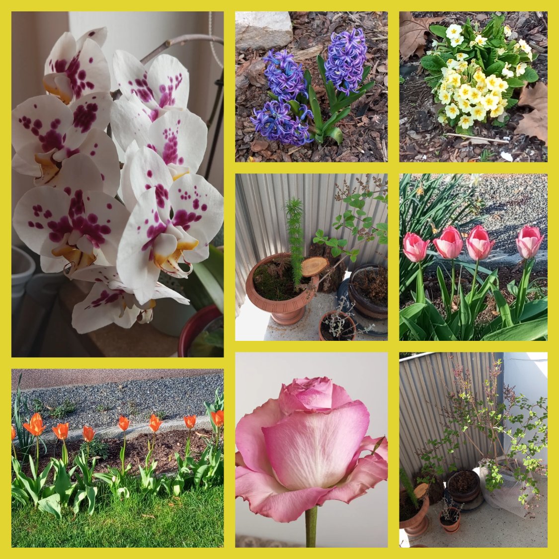 Jigsaw Puzzle | 9 pieces | 2025 - Jaro / Spring | Jigidi