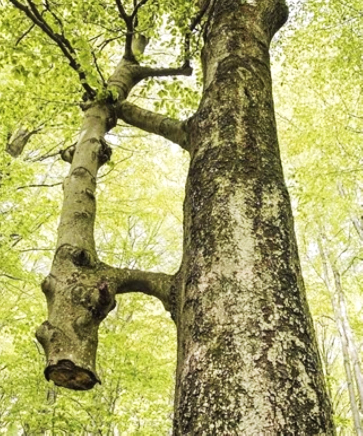 Solve Tree saved by another Tree jigsaw puzzle online with 252 pieces