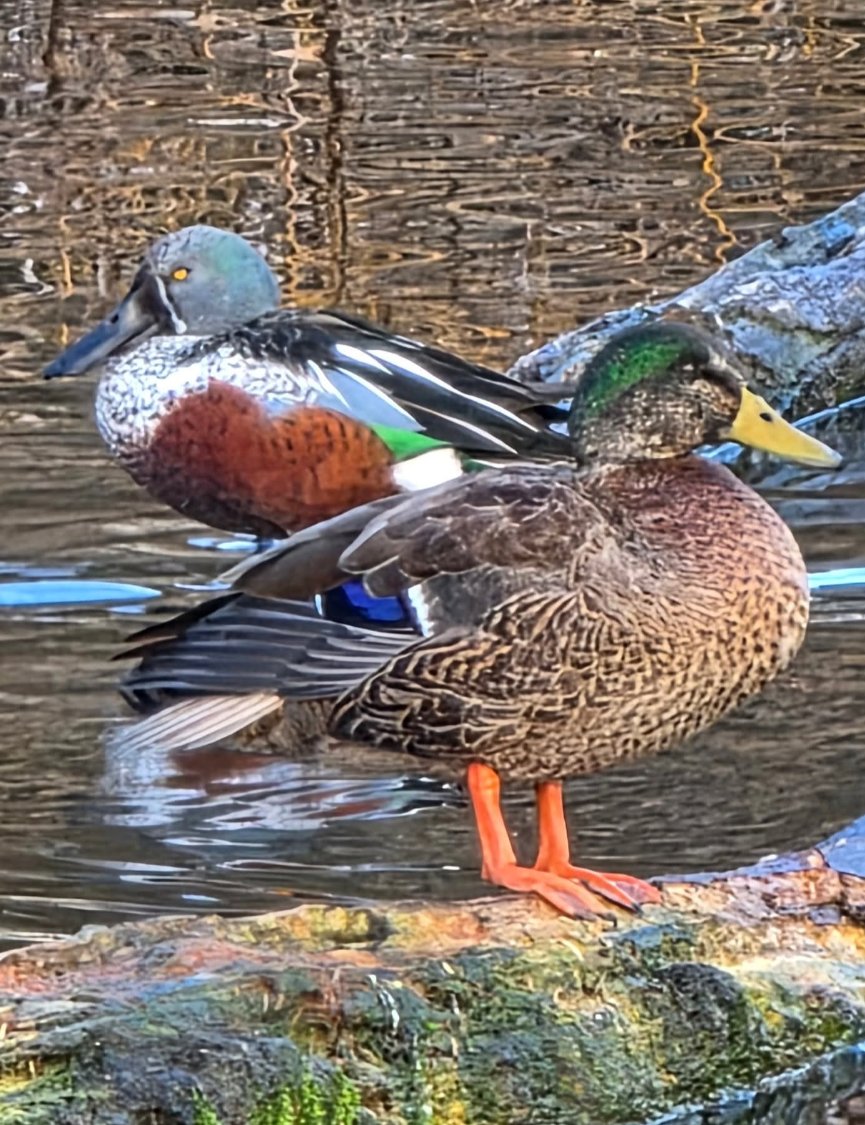 Jigsaw Puzzle | 12 pieces | Ducks | Jigidi