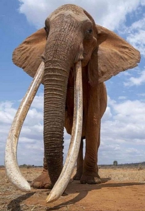 Solve Magnificent jigsaw puzzle online with 54 pieces