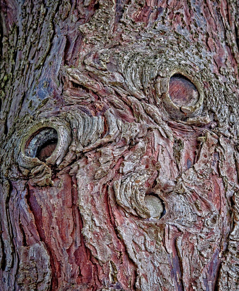 Solve Neighbourhood tree knots jigsaw puzzle online with 99 pieces