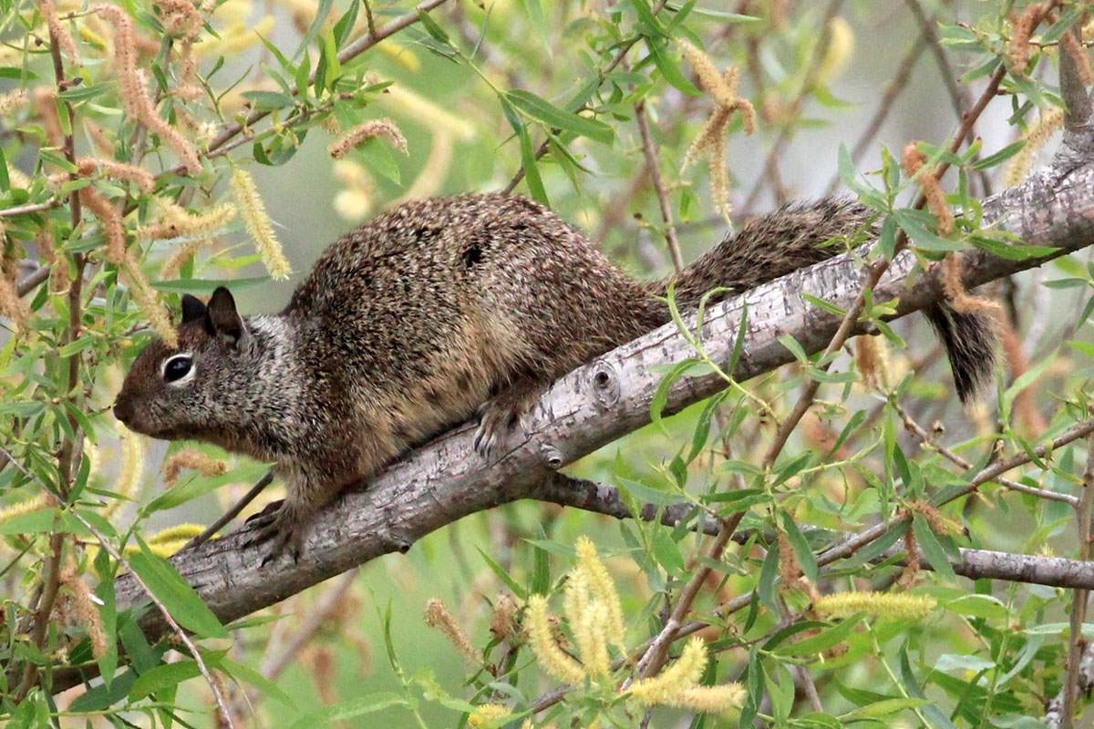 Solve Ground Squirrel, Lagoon Trail, Del Mar, California jigsaw puzzle ...