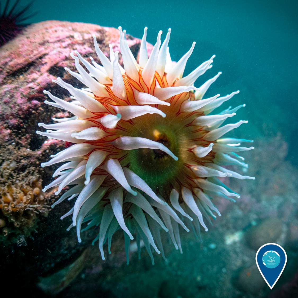 Solve Keep your friends close and your anemones closer! jigsaw puzzle ...