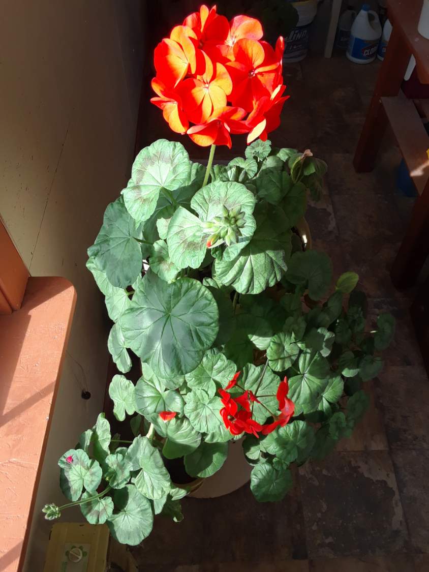 Solve The Geranium jigsaw puzzle online with 48 pieces