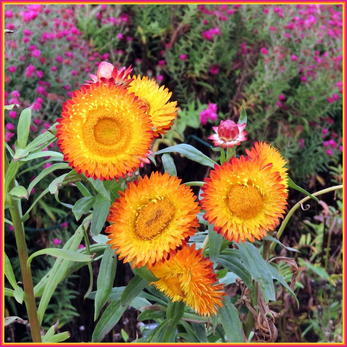 Solve Xerochrysum bracteatum jigsaw puzzle online with 36 pieces