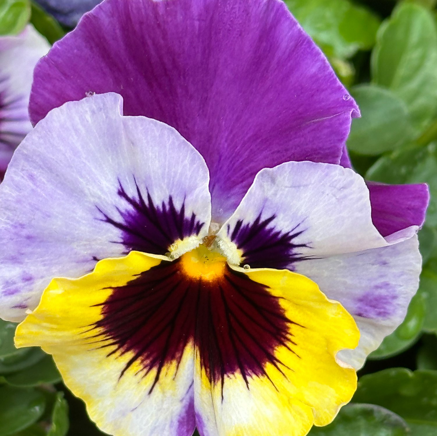 Solve Pretty pansy! jigsaw puzzle online with 64 pieces