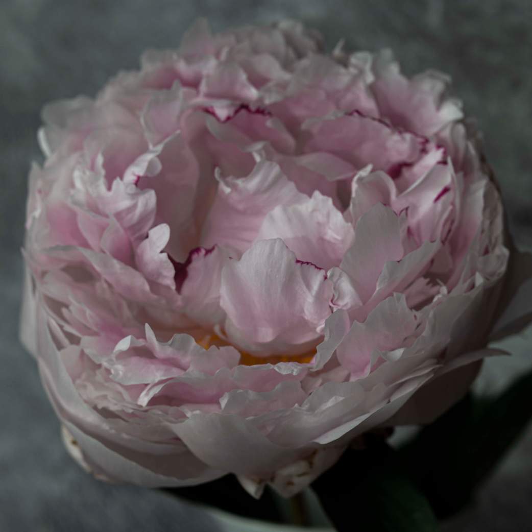 Solve Confession: I didn't grow it, I bought it 🌺🌺🌺 jigsaw puzzle ...