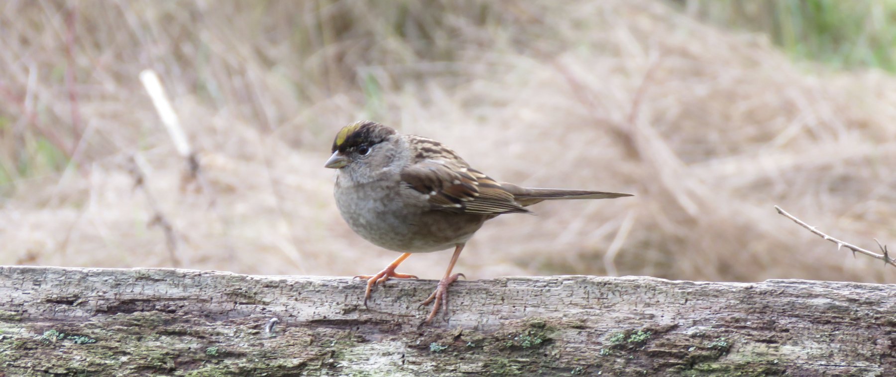 Solve Golden-crowned sparrow jigsaw puzzle online with 36 pieces
